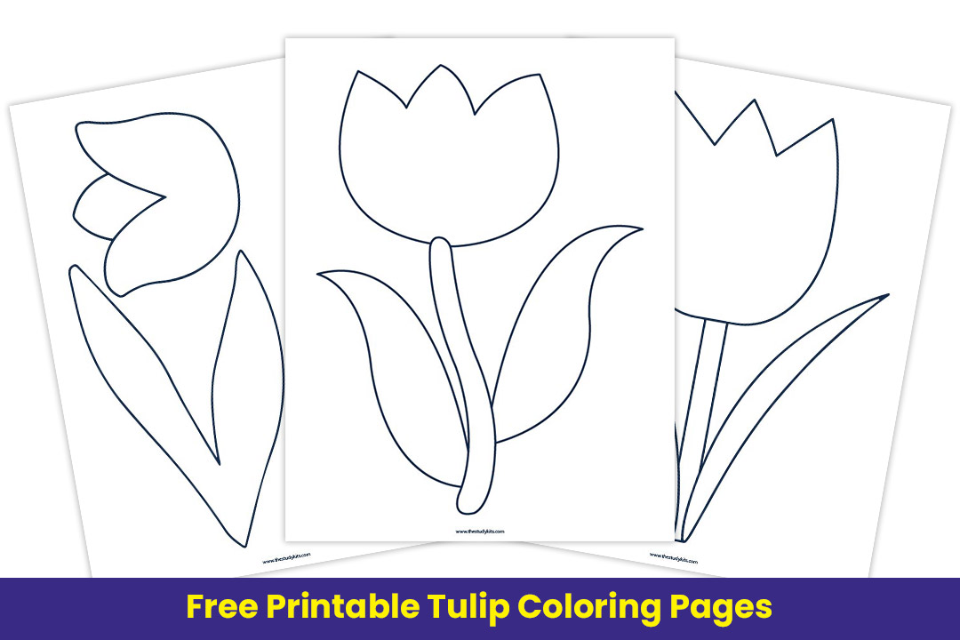 Free Printable Tulip Coloring Pages (PDFs) - The Study Kits