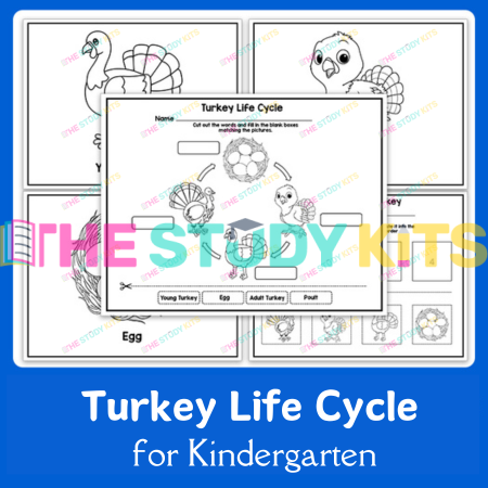 Fall and Thanksgiving Science with Turkey Life Cycle - The Study Kits