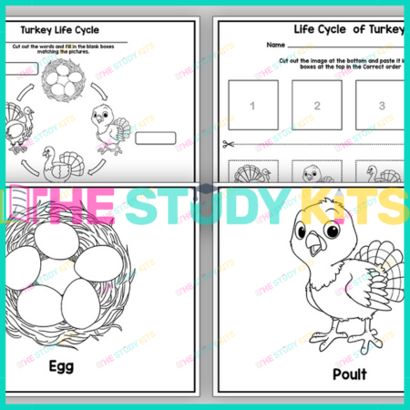 Fall and Thanksgiving Science with Turkey Life Cycle - The Study Kits